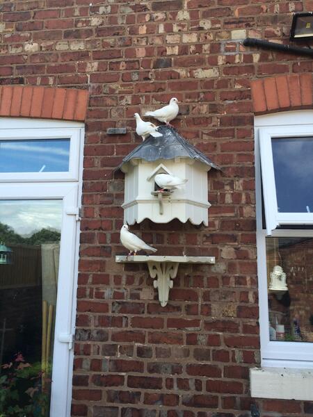 Pure White Indian straiight tailed garden Doves | Birdtrader