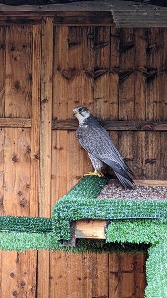 2013 Male Saker Falcon Free to a good home | Birdtrader