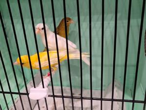 Gloster Canaries for sale | Birdtrader