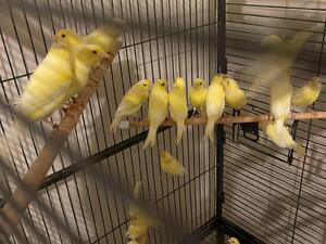 Gloster Canaries for sale | Birdtrader