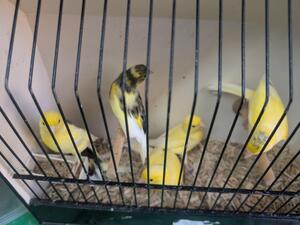 Gloster Canaries for sale | Birdtrader
