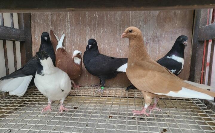 Turkish pigeons for sale | Birdtrader