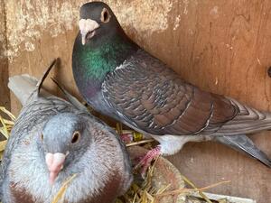 White racing pigeons | Birdtrader