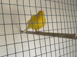 Gloster Canaries for sale | Birdtrader