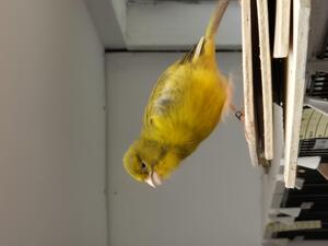 Gloster Canaries for sale | Birdtrader