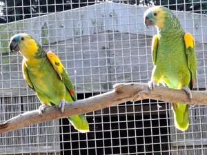 Amazons for sale | Birdtrader