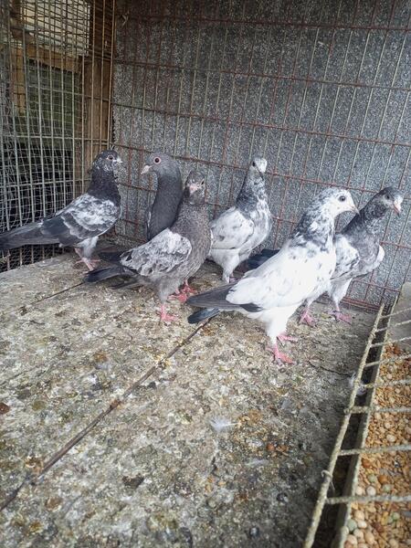 Pakistani young teddy pigeons | Birdtrader