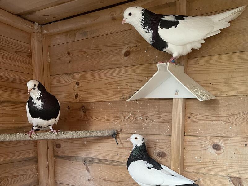 Pigions rollers for sale | Birdtrader