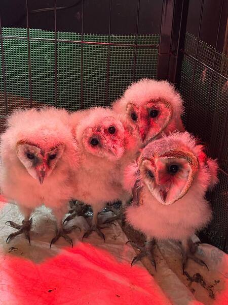 Hybrid Barn Owls | Birdtrader
