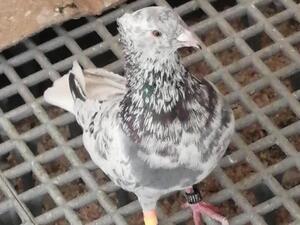 Russian pigions for sale | Birdtrader