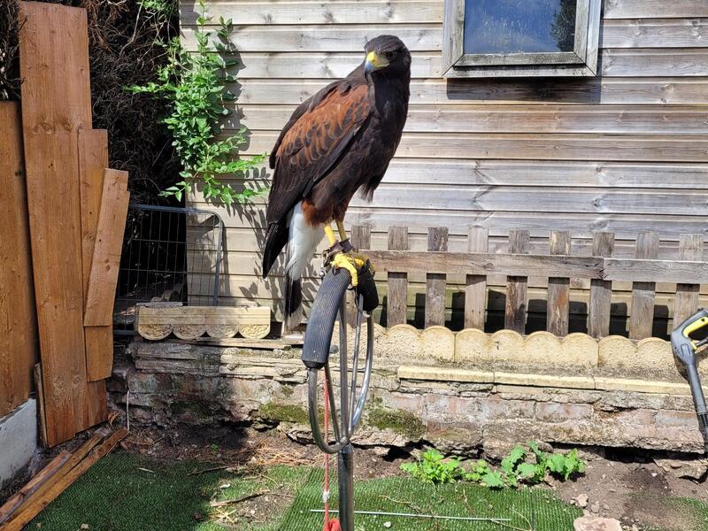 Female Harris Hawk with field Marshall 100 receiver and 2 transmitters ...