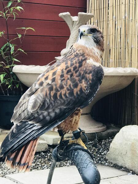 Ferrutail hawk male | Birdtrader