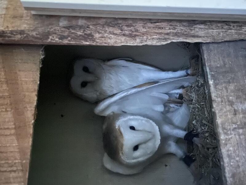 breeding barn owls | Birdtrader