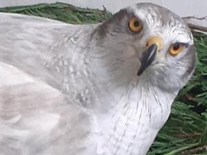 Birds for sale | Birdtrader