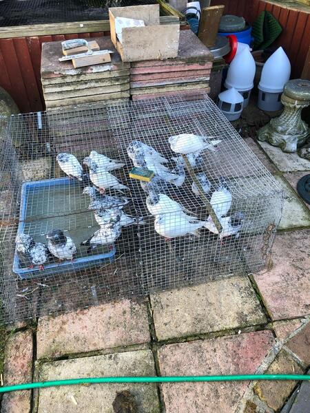 Pakistani high flyers | Birdtrader