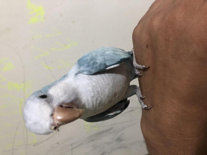 Hand tame Quaker parrot | Birdtrader