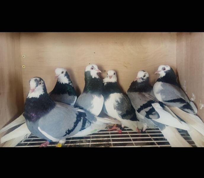 Birmingham Roller Pigeons | Birdtrader