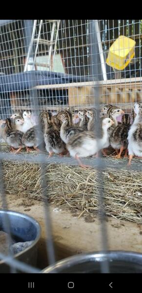 Guinea Fowl Keets For Sale | Birdtrader