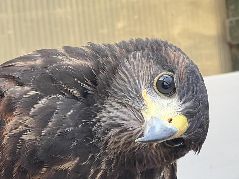 Female Harris Hawks | Birdtrader