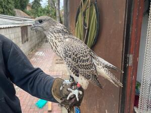 Male Gyr saker for sale | Birdtrader