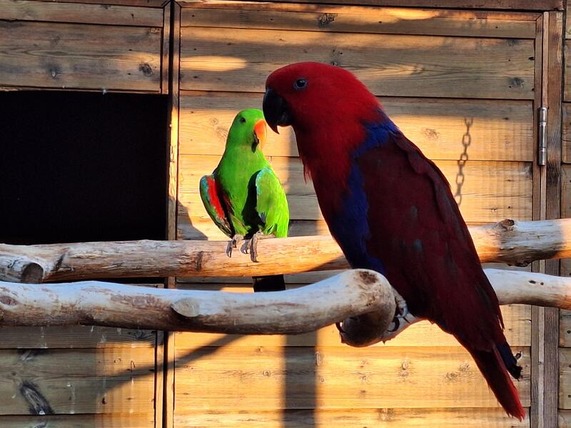 Bonded Eclectus Pair – Talkative Hand-Tame Male | Birdtrader