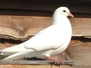 PURE WHITE GENUINE GARDEN DOVES SUITABLE FOR AVARIES DOVECOTES OR SHEDS ...
