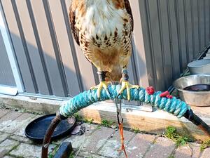 Male red tail hawk | Birdtrader