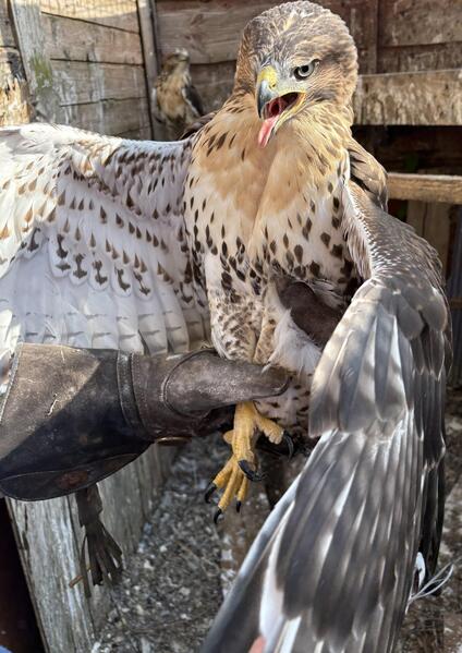 Ferrutail hawks sale | Birdtrader