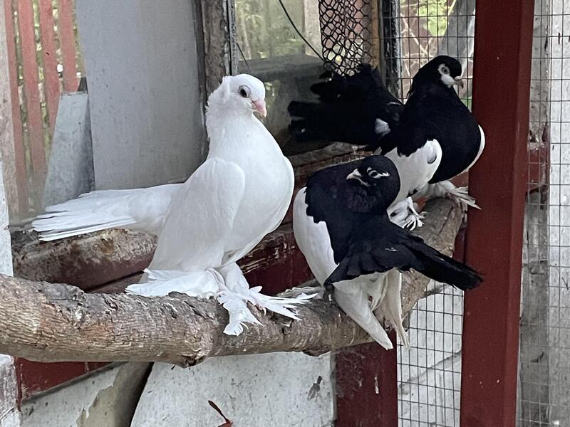 Pigions Fancy/sybirians/indian/russuians sale | Birdtrader