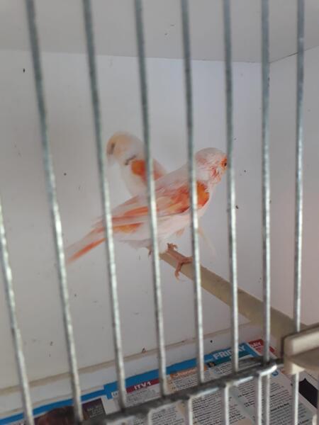 Red and Yellow Mosaic Canaries | Birdtrader