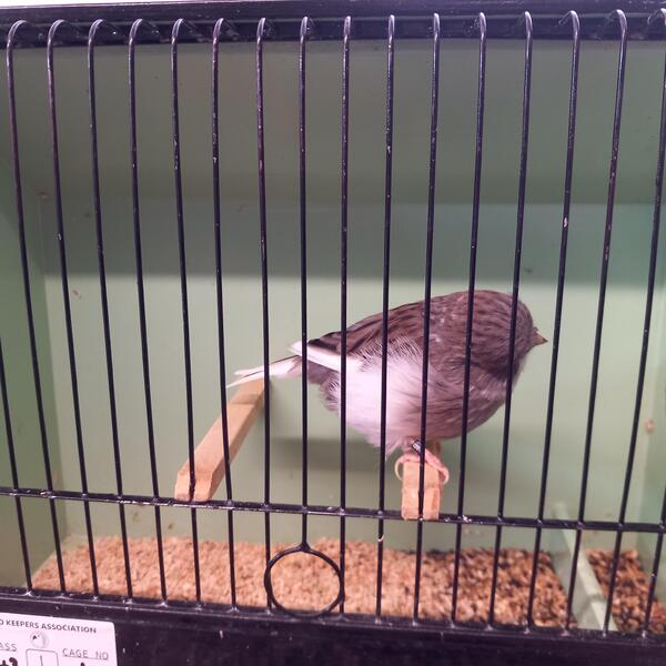 Gloster Canaries Champion breeder. | Birdtrader