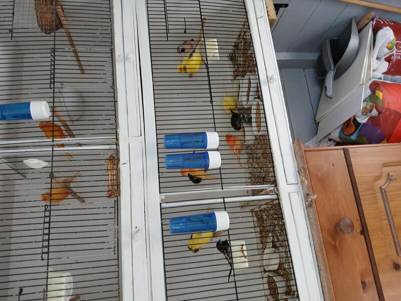 RED FACTOR CANARIES & FIFE CANARIES FOR SALE | Birdtrader