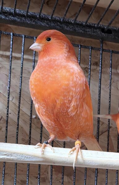 Red factor Canaries | Birdtrader