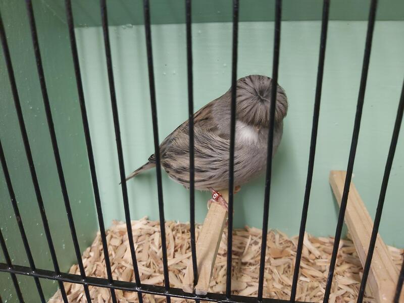 Gloster canaries for sale | Birdtrader