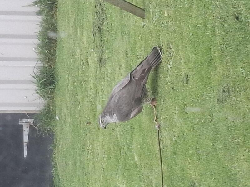 Gosh hawk female | Birdtrader