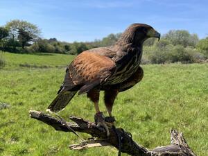 Female harris hawk | Birdtrader