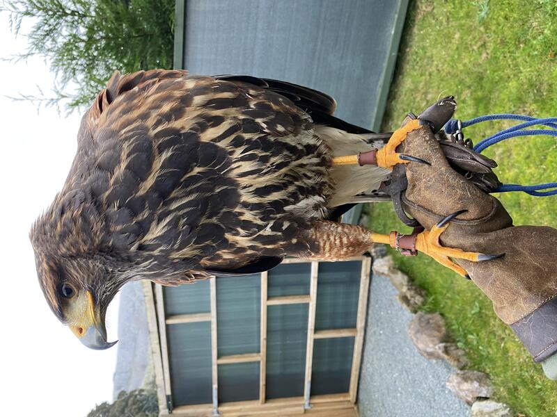 2025 Female Harris Hawk | Birdtrader