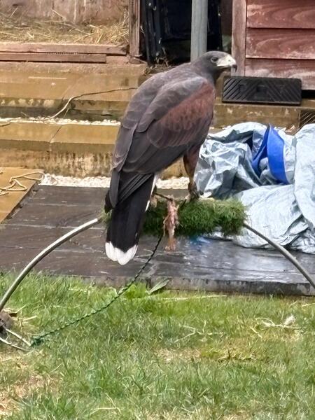 Female harris hawk | Birdtrader