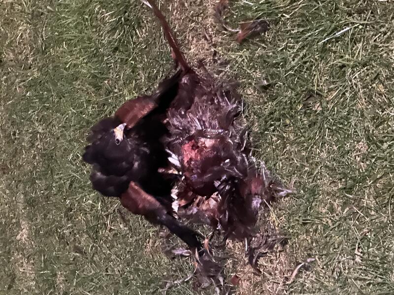 Male, Harris, hawk | Birdtrader