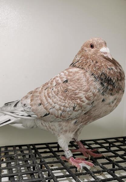 ALMOND rare colour racing pigeons | Birdtrader