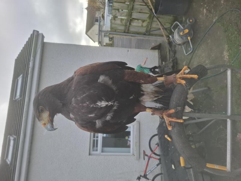 Male red tail hawk | Birdtrader