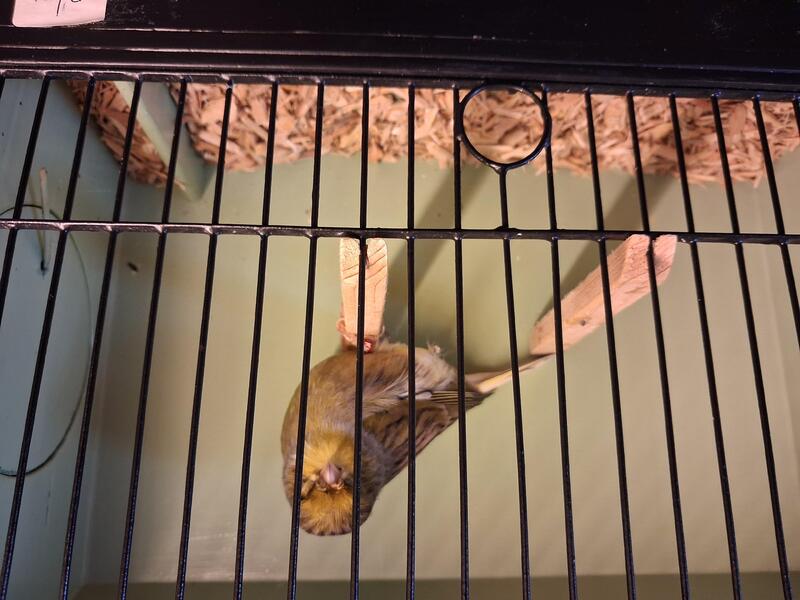 Gloster canaries for sale | Birdtrader