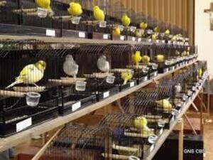 Fife clear buff cocks | Birdtrader