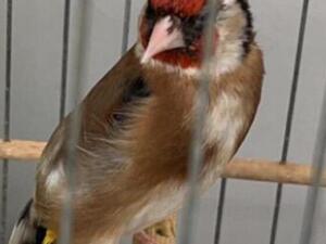 Linnet mule cock bird for sale | Birdtrader