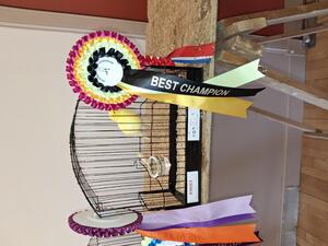 WANTED Fife Canaries | Birdtrader