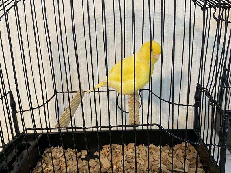 Fife clear buff cocks | Birdtrader