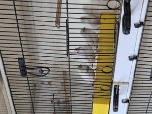 Linnet mule cock bird for sale | Birdtrader