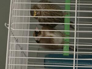 Linnet mule cock bird for sale | Birdtrader