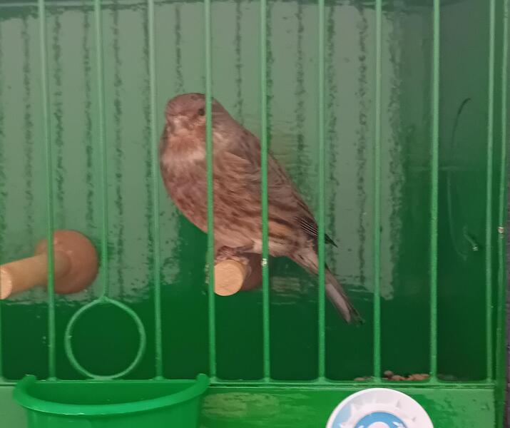 Linnet mule cock bird for sale | Birdtrader