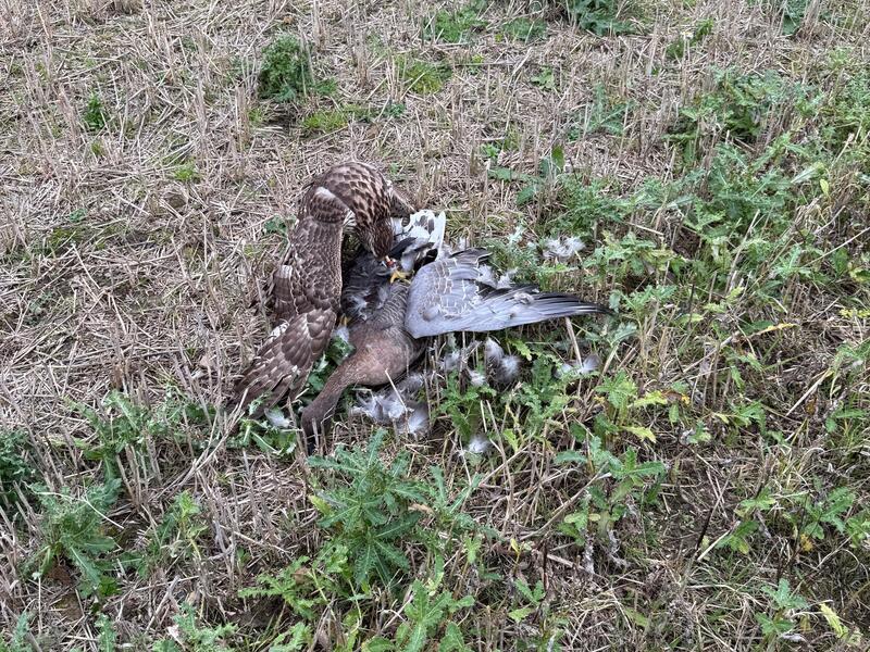 2024 male goshawk imprint silent | Birdtrader